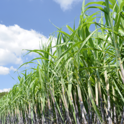 The third annual Sugar Cane festival is almost here - Riverbend News