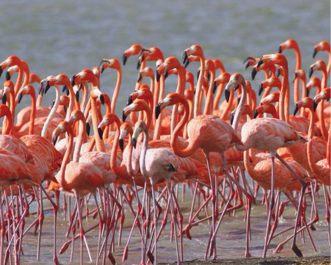 New bill seeks again to make the flamingo the official state bird ...